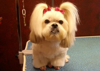 3 Best Pet Grooming in Sterling Heights, MI - Expert Recommendations