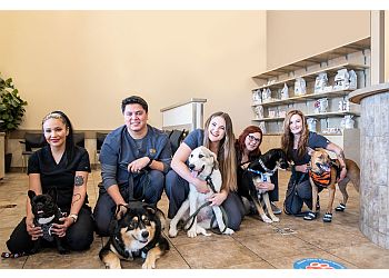 3 Best Veterinary Clinics in Peoria, AZ - Expert Recommendations