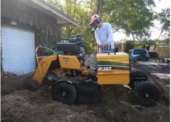 3 Best Tree Services in Miami, FL - Expert Recommendations
