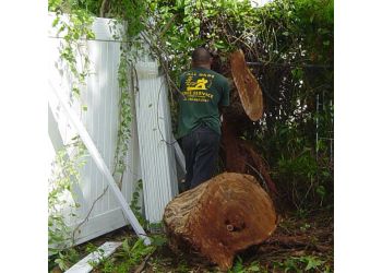 3 Best Tree Services in Miami, FL - Expert Recommendations