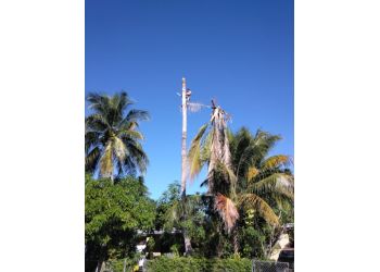 3 Best Tree Services in Miami, FL - Expert Recommendations