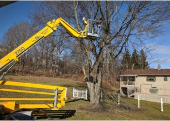 3 Best Tree Services in Hartford, CT - Expert Recommendations