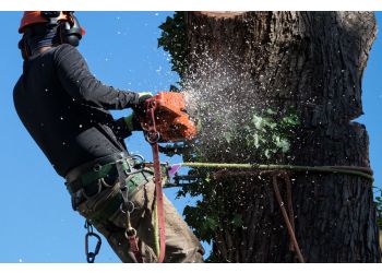 3 Best Tree Services in Hampton, VA - ThreeBestRated