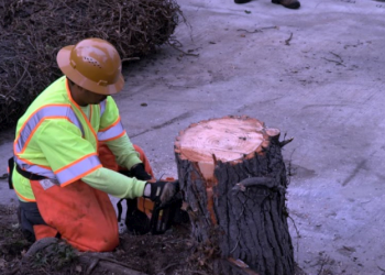 3 Best Tree Services in San Diego, CA - Expert Recommendations
