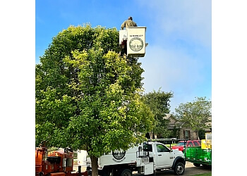 3 Best Tree Services in Amarillo, TX - Expert Recommendations