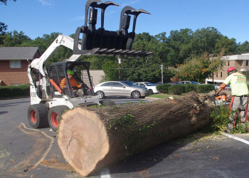3 Best Tree Services in Raleigh, NC - Expert Recommendations