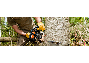 3 Best Tree Services in Virginia Beach, VA - ThreeBestRated