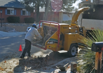 3 Best Tree Services in Albuquerque, NM - Expert Recommendations