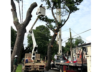 3 Best Tree Services in New Orleans, LA - Expert Recommendations