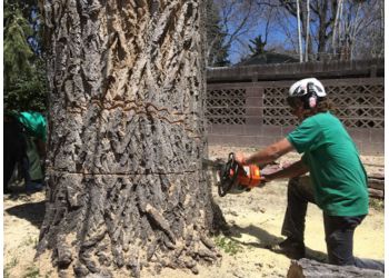 3 Best Tree Services in Colorado Springs, CO - Expert Recommendations