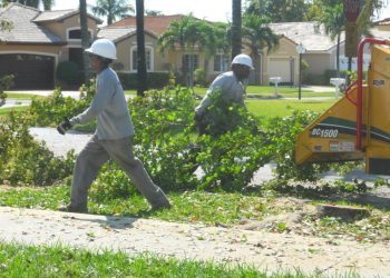 3 Best Tree Services in Miami, FL - Expert Recommendations