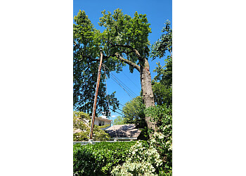 3 Best Tree Services in Alexandria, VA - Expert Recommendations
