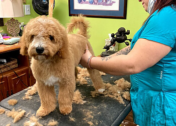 3 Best Pet Grooming in Virginia Beach, VA - Expert Recommendations