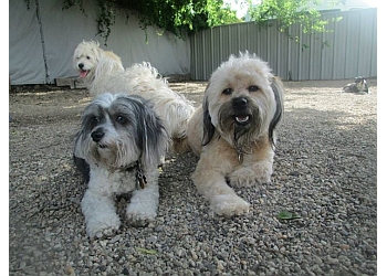 3 Best Pet Grooming in New Orleans, LA - Expert Recommendations