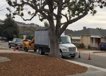 3 Best Tree Services in Hayward, CA - Expert Recommendations