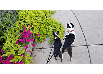 3 Best Dog Walkers in Fort Wayne, IN - Expert Recommendations