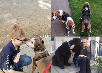 3 Best Dog Walkers in Fort Wayne, IN - Expert Recommendations