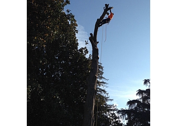 3 Best Tree Services in Fresno, CA - Expert Recommendations
