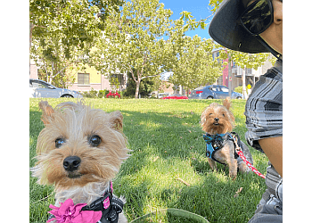 3 Best Dog Walkers in San Jose, CA - Expert Recommendations