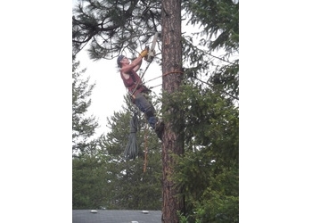 3 Best Tree Services in Spokane, WA - Expert Recommendations