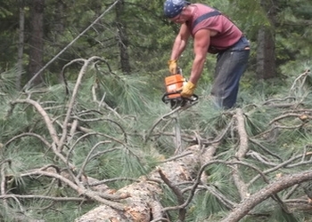 3 Best Tree Services in Spokane, WA - Expert Recommendations