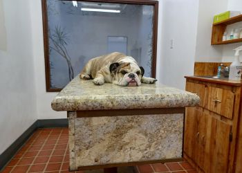 3 Best Veterinary Clinics in Riverside, CA - Expert Recommendations