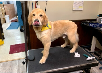 3 Best Veterinary Clinics in Columbia, SC - Expert Recommendations