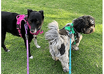 3 Best Dog Walkers in Los Angeles, CA - ThreeBestRated