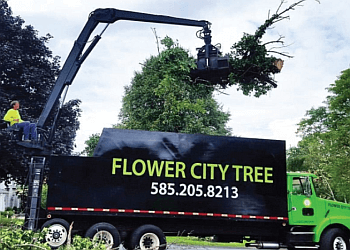 3 Best Tree Services in Rochester, NY - Expert Recommendations