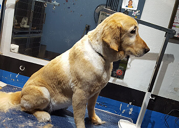 3 Best Pet Grooming in Atlanta, GA - Expert Recommendations