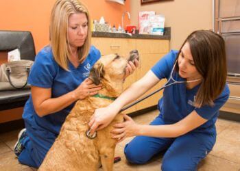3 Best Veterinary Clinics in Springfield, MO - Expert Recommendations