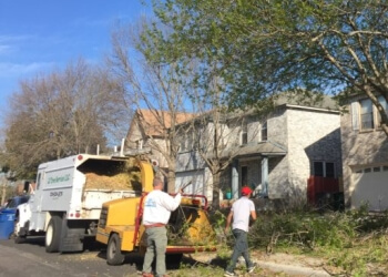 3 Best Tree Services in San Antonio, TX - Expert Recommendations