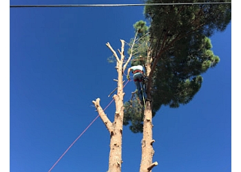 3 Best Tree Services in Midland, TX - Expert Recommendations