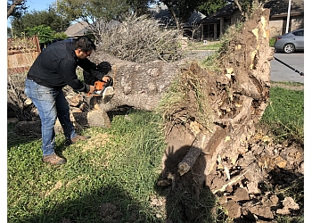 3 Best Tree Services in McAllen, TX - Expert Recommendations