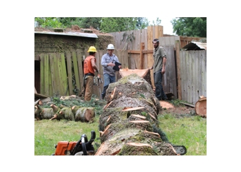 3 Best Tree Services in Eugene, OR - Expert Recommendations
