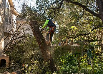 3 Best Tree Services in Round Rock, TX - Expert Recommendations