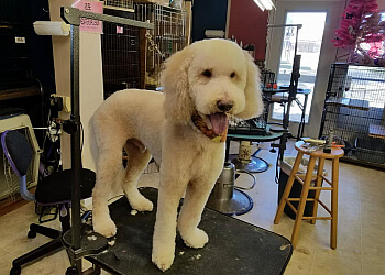 3 Best Pet Grooming in Springfield, MO - Expert Recommendations