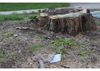 3 Best Tree Services in Durham, NC - Expert Recommendations