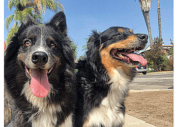 3 Best Dog Walkers in Los Angeles, CA - ThreeBestRated