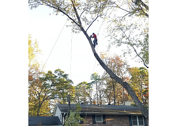 3 Best Tree Services in Little Rock, AR - Expert Recommendations