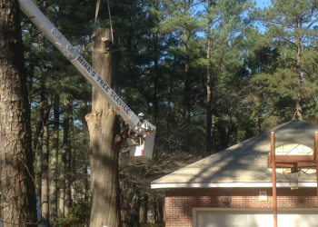 3 Best Tree Services in Virginia Beach, VA - ThreeBestRated