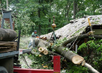 3 Best Tree Services in Alexandria, VA - Expert Recommendations