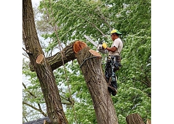 3 Best Tree Services in Ann Arbor, MI - Expert Recommendations