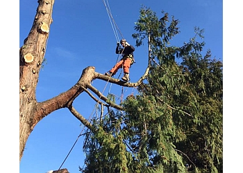 3 Best Tree Services in Kent, WA - Expert Recommendations