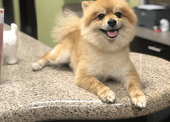 3 Best Pet Grooming in Laredo, TX - Expert Recommendations