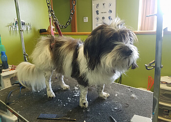 3 Best Pet Grooming in Springfield, MO - Expert Recommendations