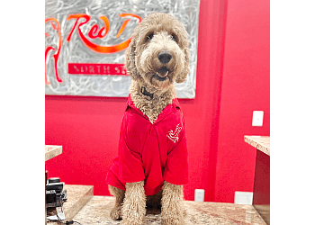 3 Best Pet Grooming in Boston, MA - Expert Recommendations