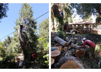 3 Best Tree Services in Rancho Cucamonga, CA - ThreeBestRated