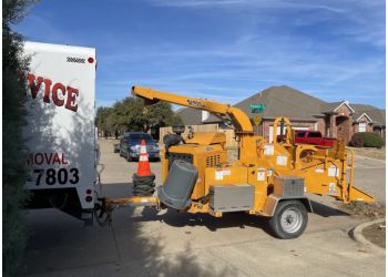3 Best Tree Services in Dallas, TX - Expert Recommendations