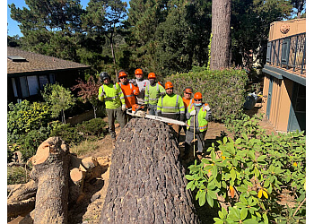 3 Best Tree Services in Salinas, CA - Expert Recommendations